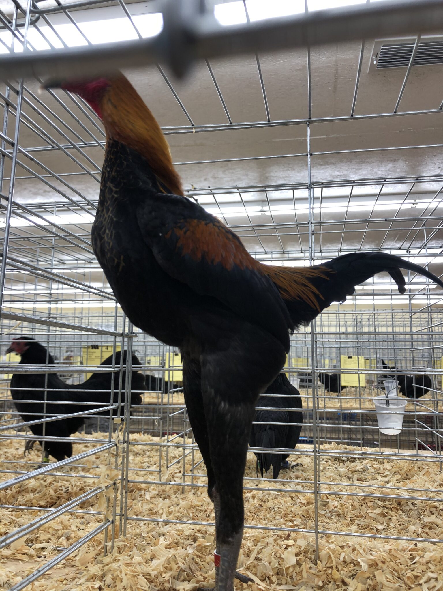 Modern Photo Gallery – Modern Game Bantam Club of America