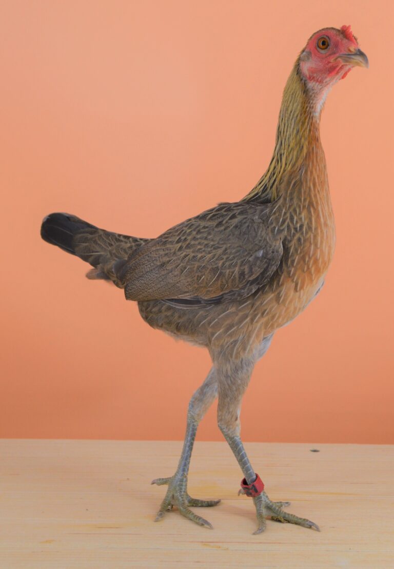 Modern Photo Gallery – Modern Game Bantam Club of America