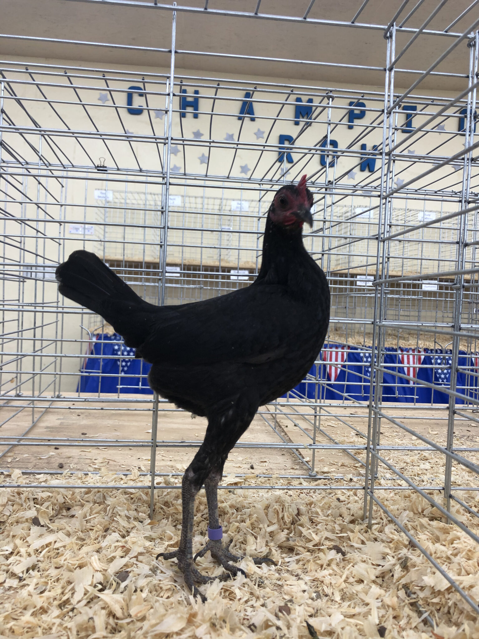 Modern Photo Gallery – Modern Game Bantam Club of America